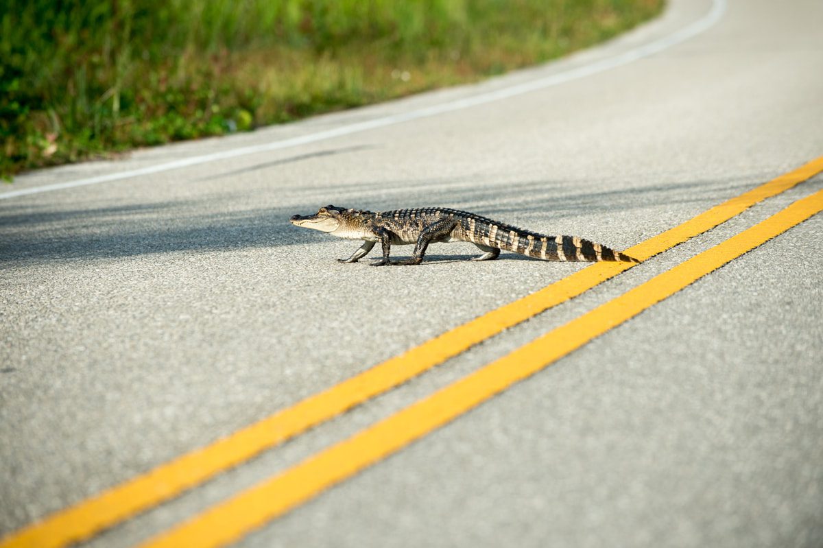 How To Avoid An Animal vs Vehicle Collision